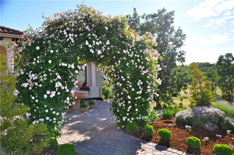 Cecile Brunner Climbing Rose Rose Climber Cecile Brunner Springvale
