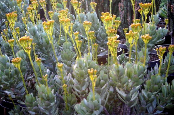 Senecio decaryi - Madagascar Senecio | PlantMaster