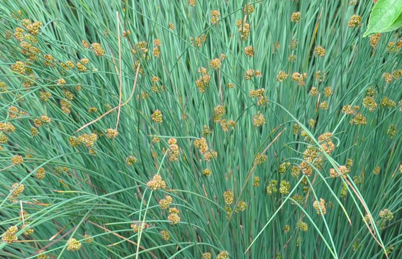 Juncus patens 'Elk Blue' - Elk Blue California Gray Rush | PlantMaster