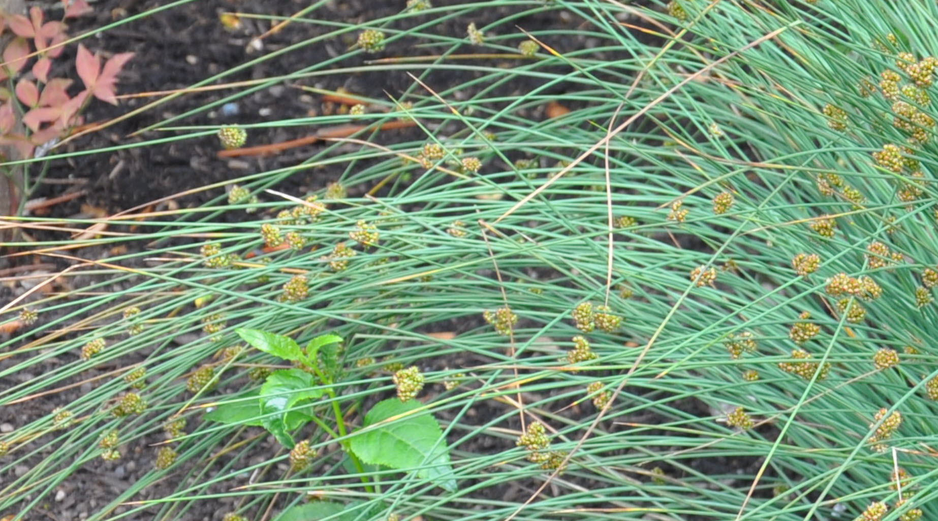 Juncus patens 'Elk Blue' - Elk Blue California Gray Rush | PlantMaster