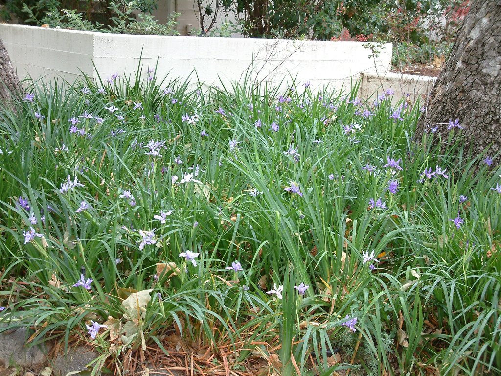Iris Douglasiana