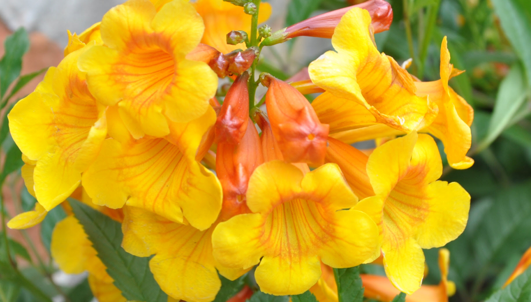 National Flower Of Rajasthan | Best Flower Site