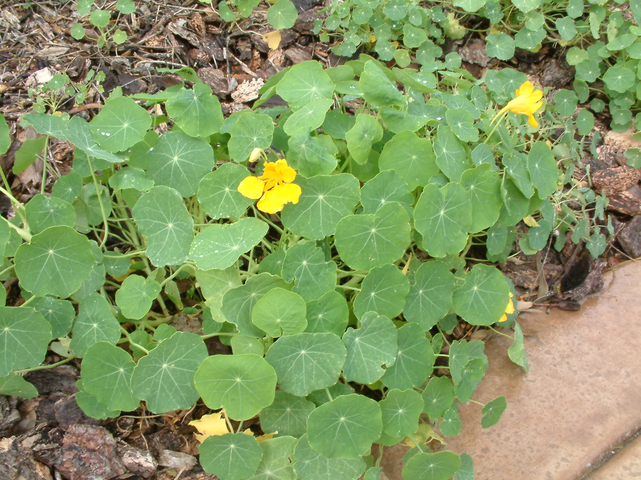 Tropaeolum Majus How To Grow