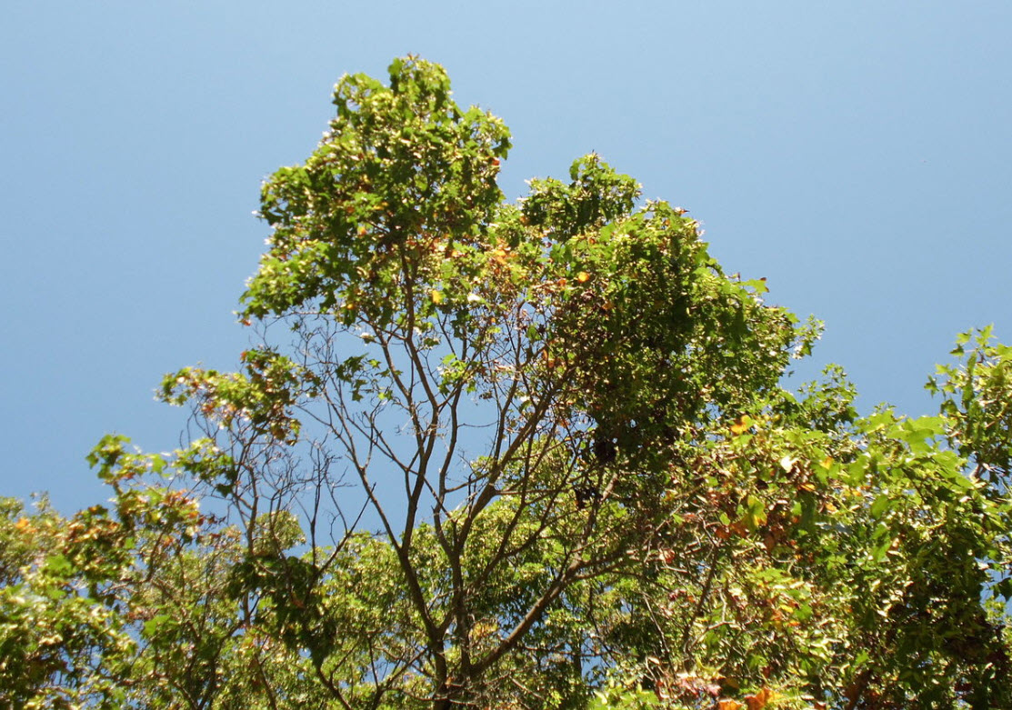 Acer truncatum - Shantung Maple | PlantMaster