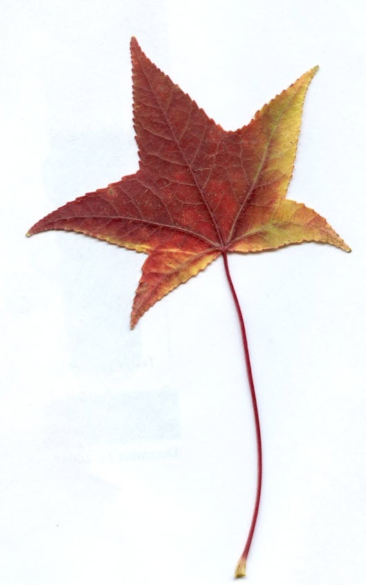 Acer truncatum - Shantung Maple | PlantMaster