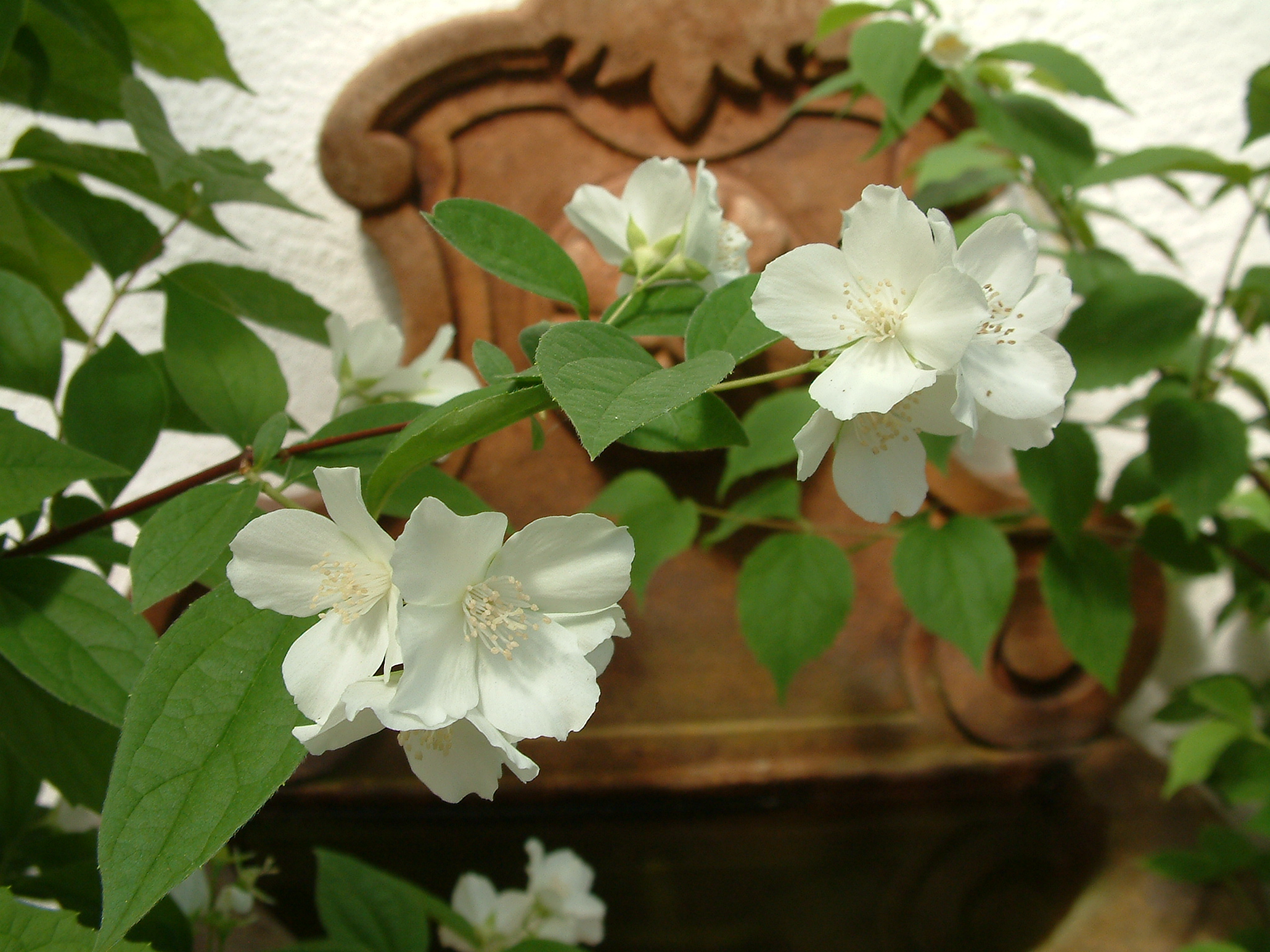 Mock Orange Philadelphus Lewisii
