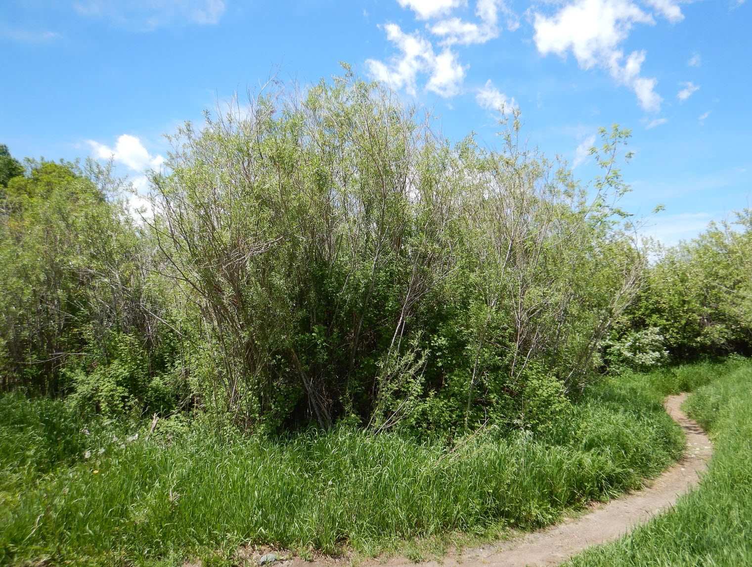 Salix exigua - Arroyo Willow | PlantMaster
