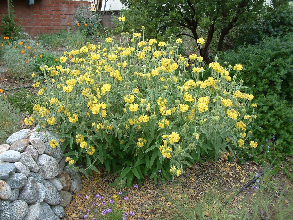 Jerusalem sage store