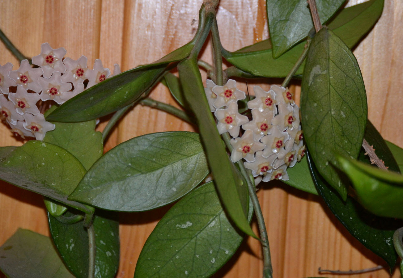 Hoya Carnosa Wax Plant World Of Flowering Plants