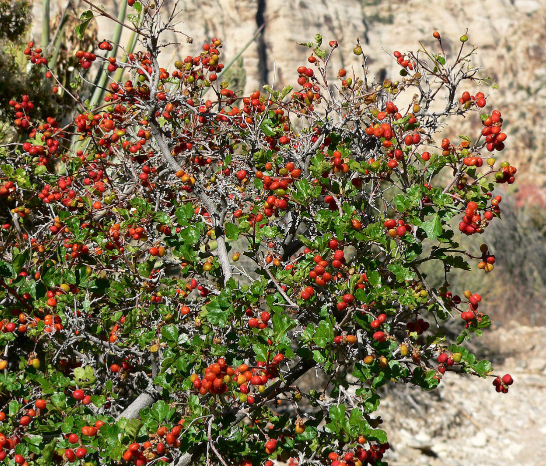 Rhus Trilobata Skunkbush Sumac (Rhus Trilobata Nutt.)
