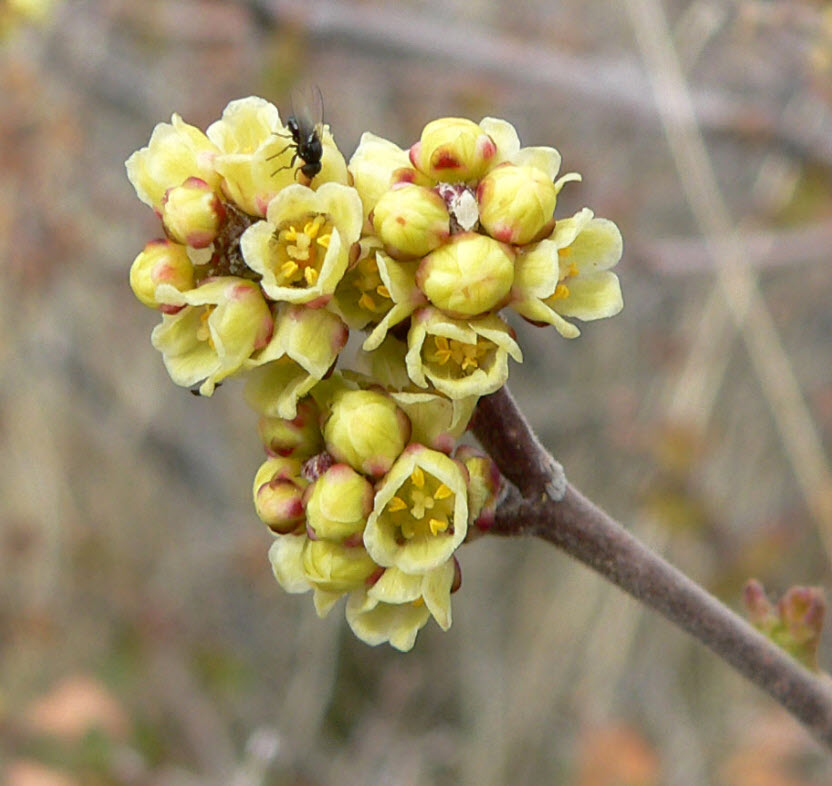 Rhus Trilobata Flower