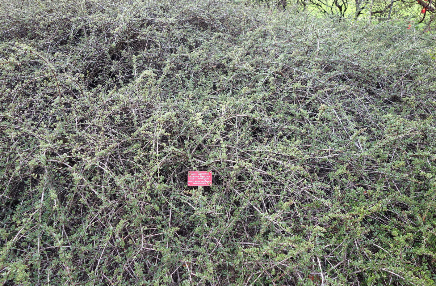 Ceanothus cuneatus - Buck Brush | PlantMaster