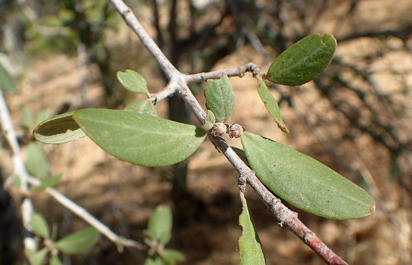 Ceanothus cuneatus - Buck Brush | PlantMaster