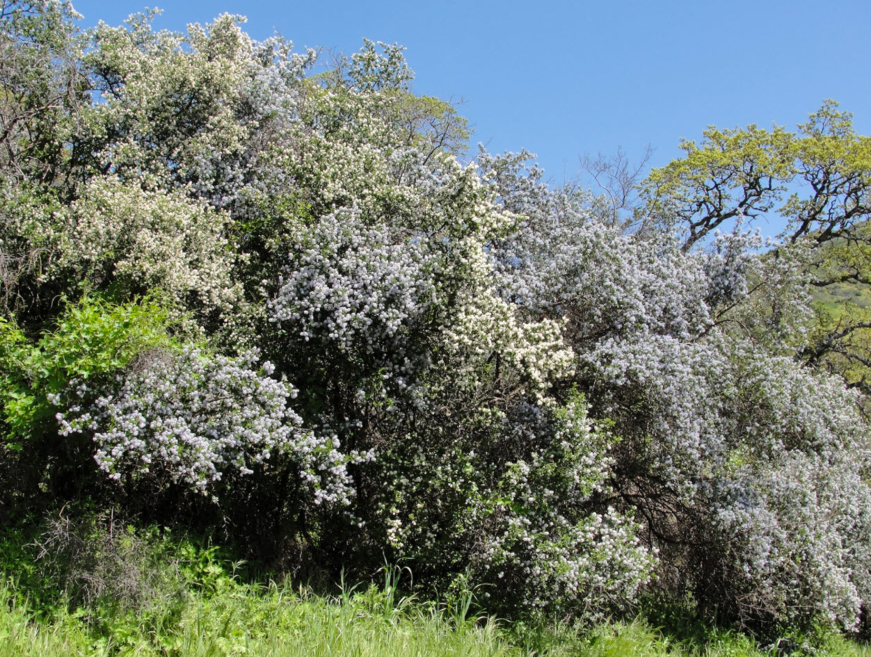 Ceanothus cuneatus - Buck Brush | PlantMaster