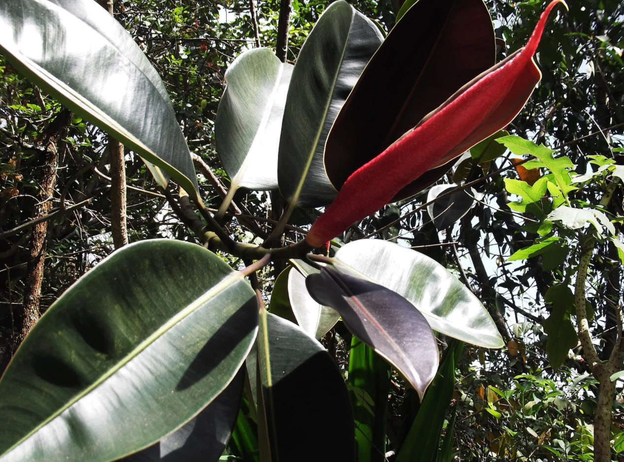 Ficus elastica 'Decora' - Rubber Tree | PlantMaster
