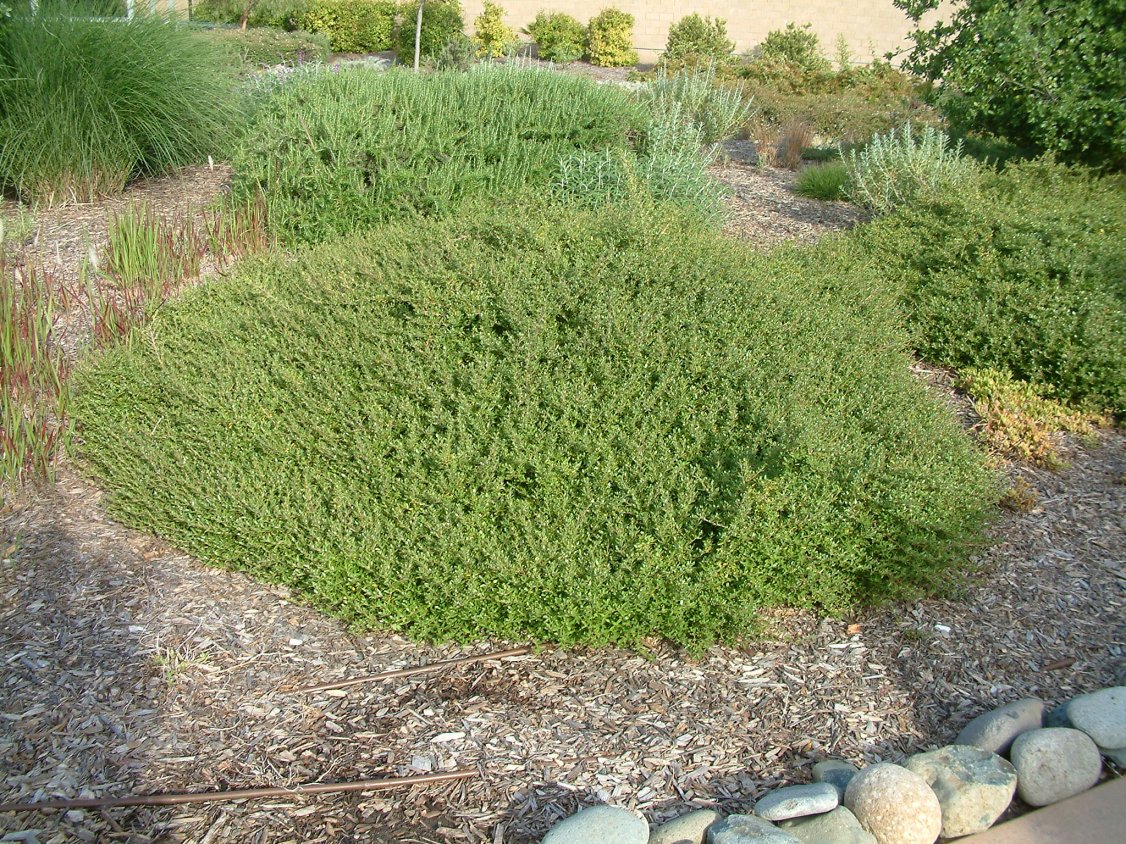 Coprosma x kirkii - Creeping Mirror Plant | PlantMaster