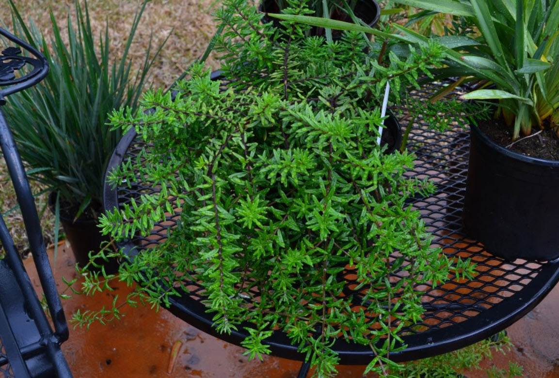 Westringia fruticosa 'Mundi' - Mundi Rosemary | PlantMaster