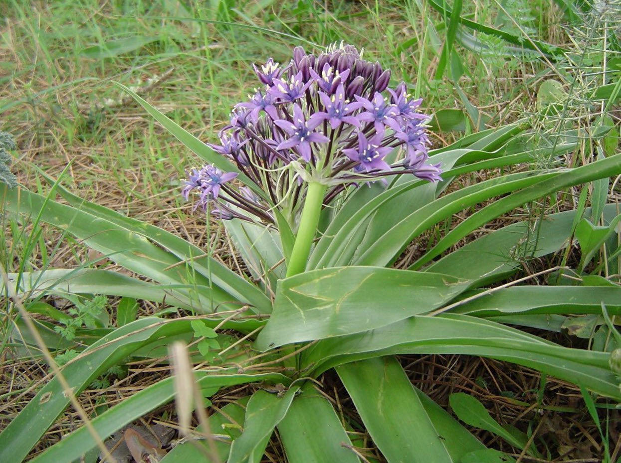 Scilla bifolia - Giant Scilia | PlantMaster