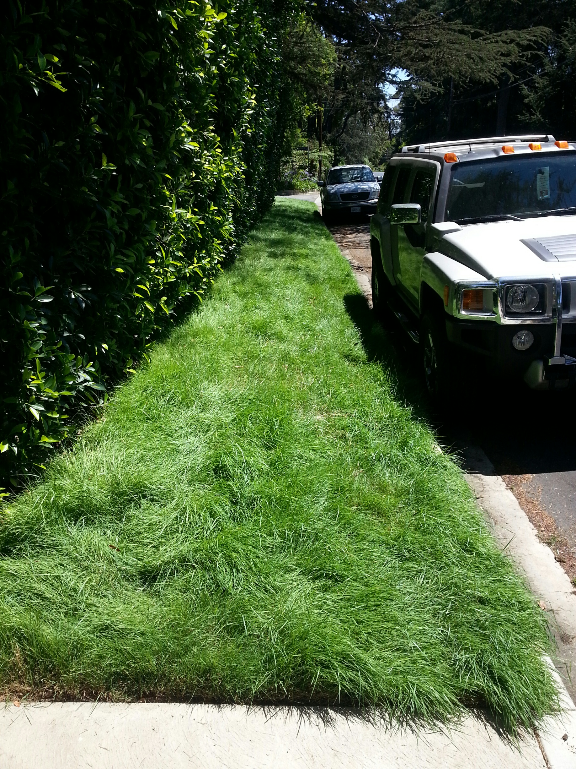 Agrostis pallens - Native Bentgrass | PlantMaster