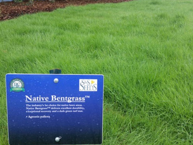Agrostis pallens - Native Bentgrass | PlantMaster