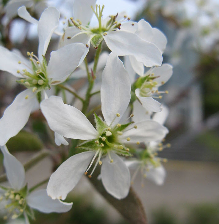 Amelanchier canadensis - Canadian Serviceberry | PlantMaster