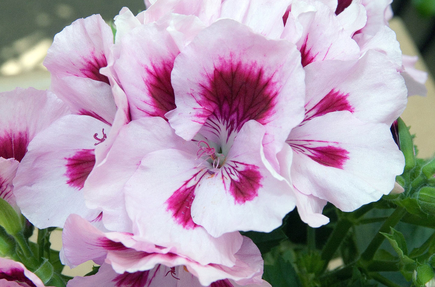 Geranium Martha Washington Baskets Why You Should Consider Wintering