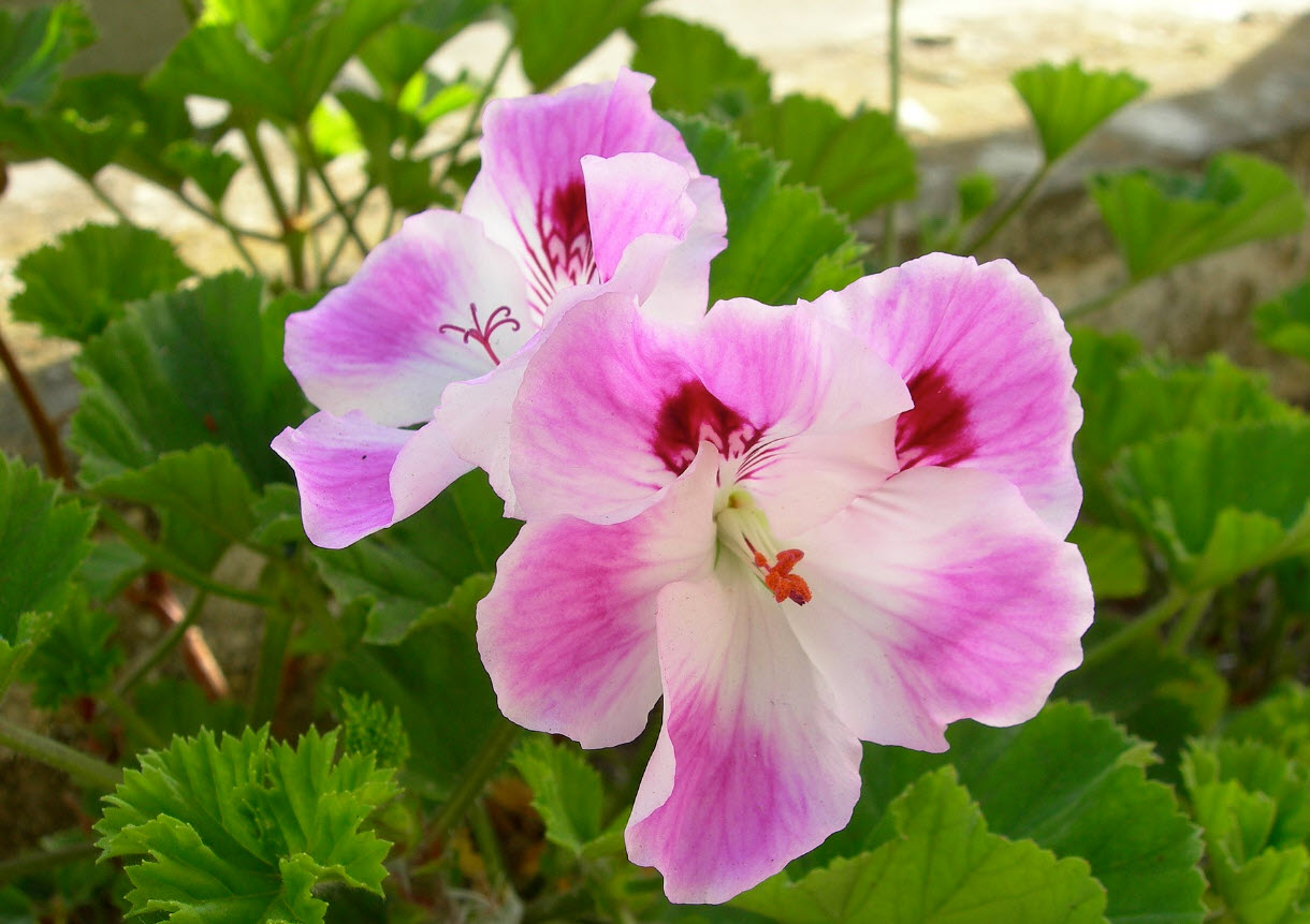 Geranium Martha Washington Baskets Why You Should Consider Wintering