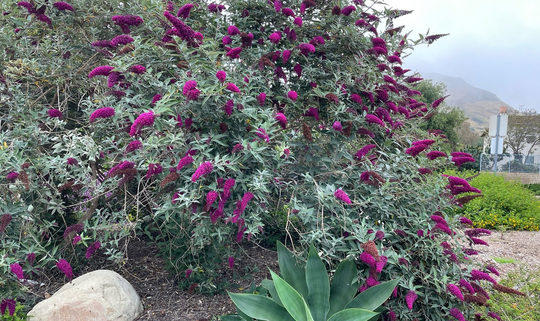 Buddleia davidii - Butterfly Bush | PlantMaster
