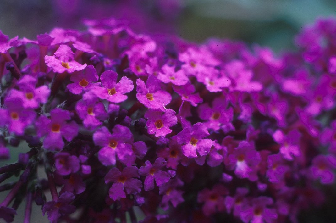 Buddleia davidii - Butterfly Bush | PlantMaster