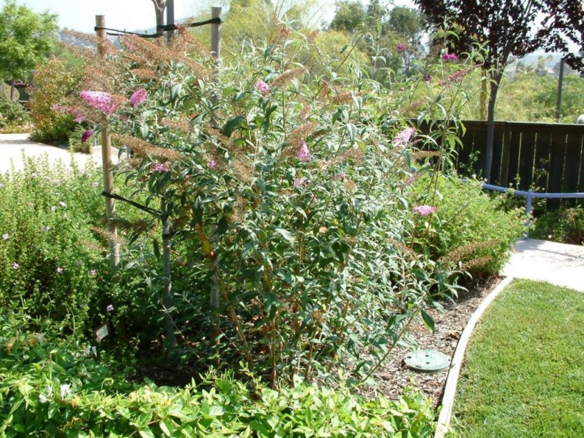 Buddleia davidii - Butterfly Bush | PlantMaster