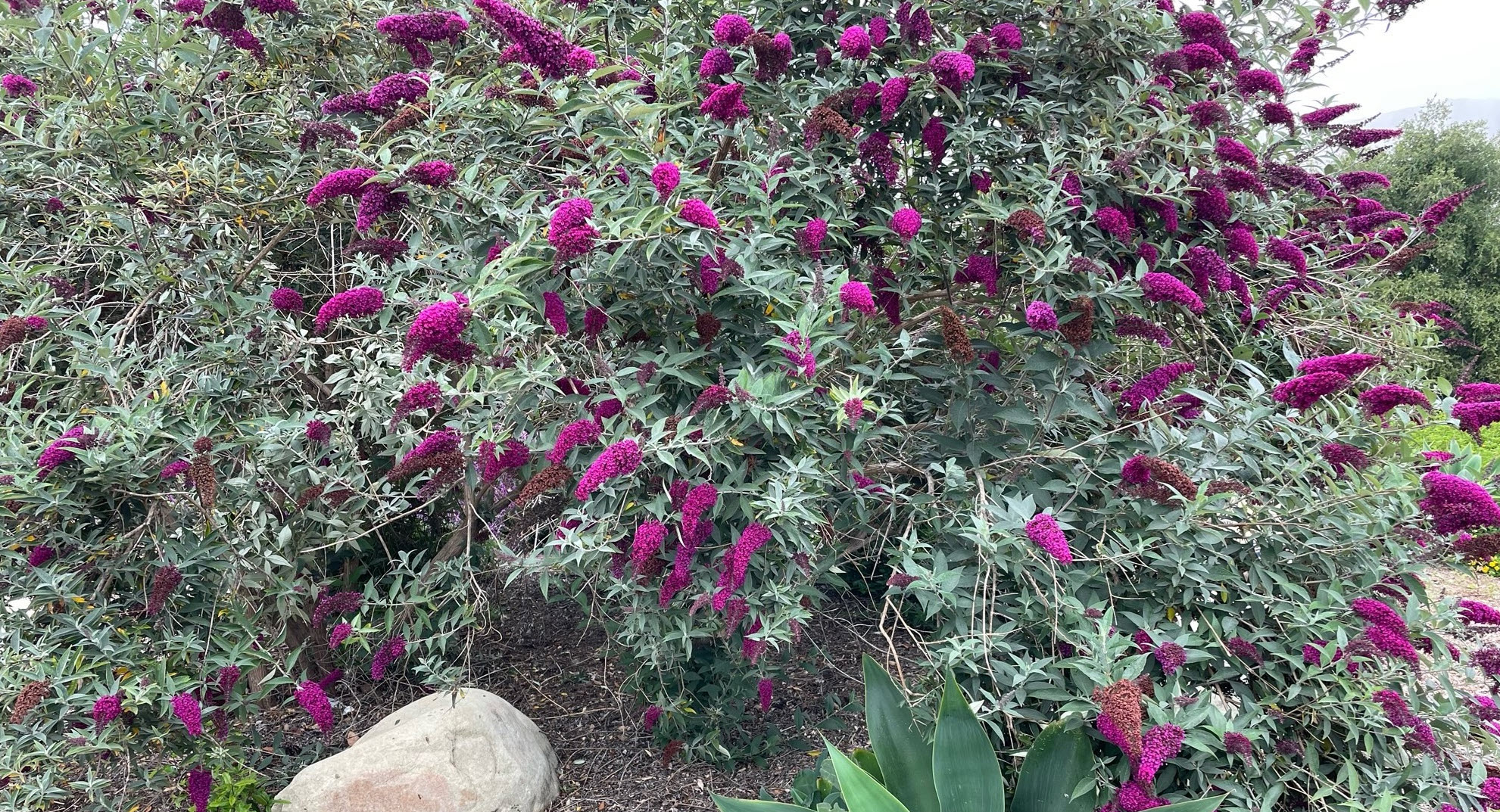 Buddleia davidii - Butterfly Bush | PlantMaster
