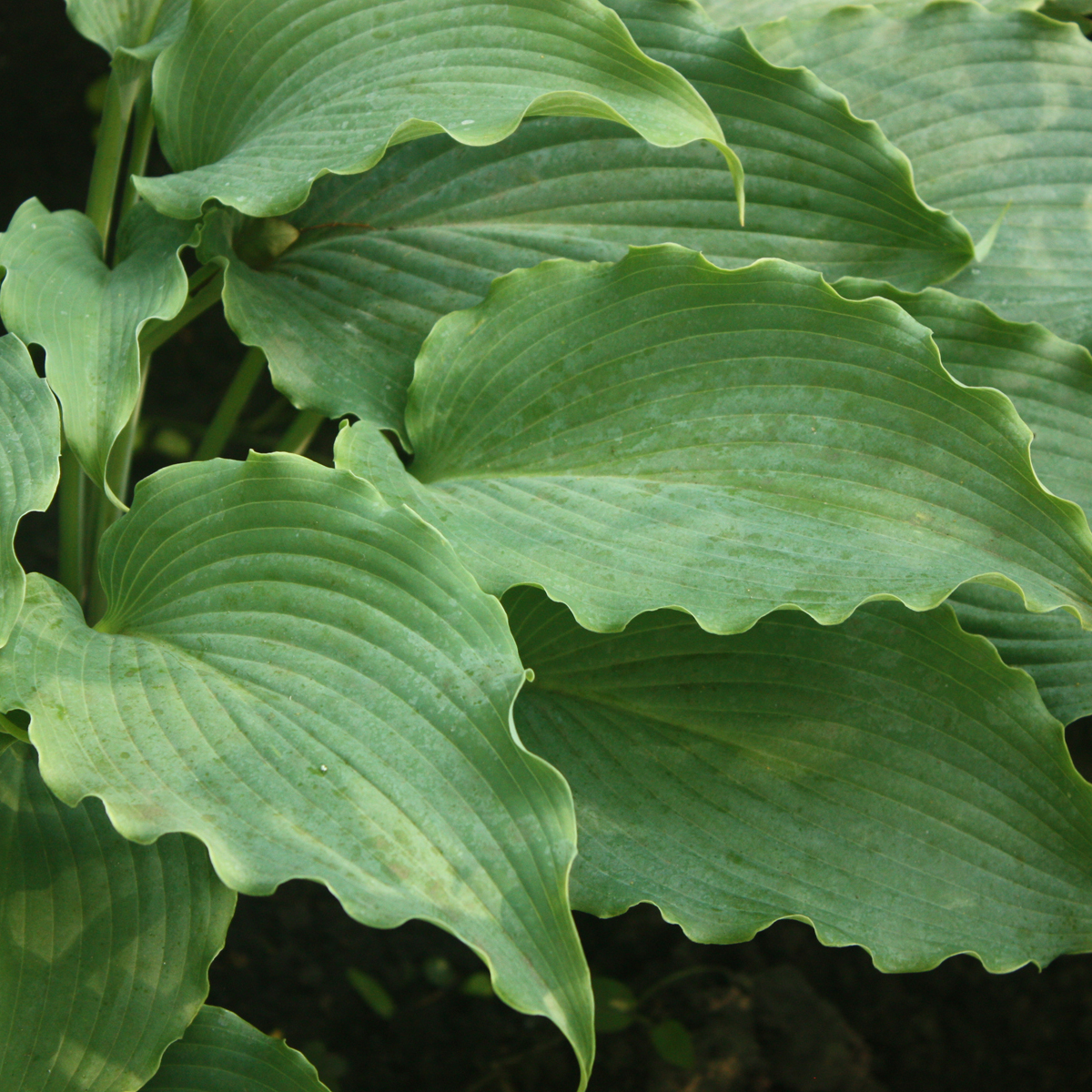 Hosta 'Neptune' - Neptune Hosta | PlantMaster