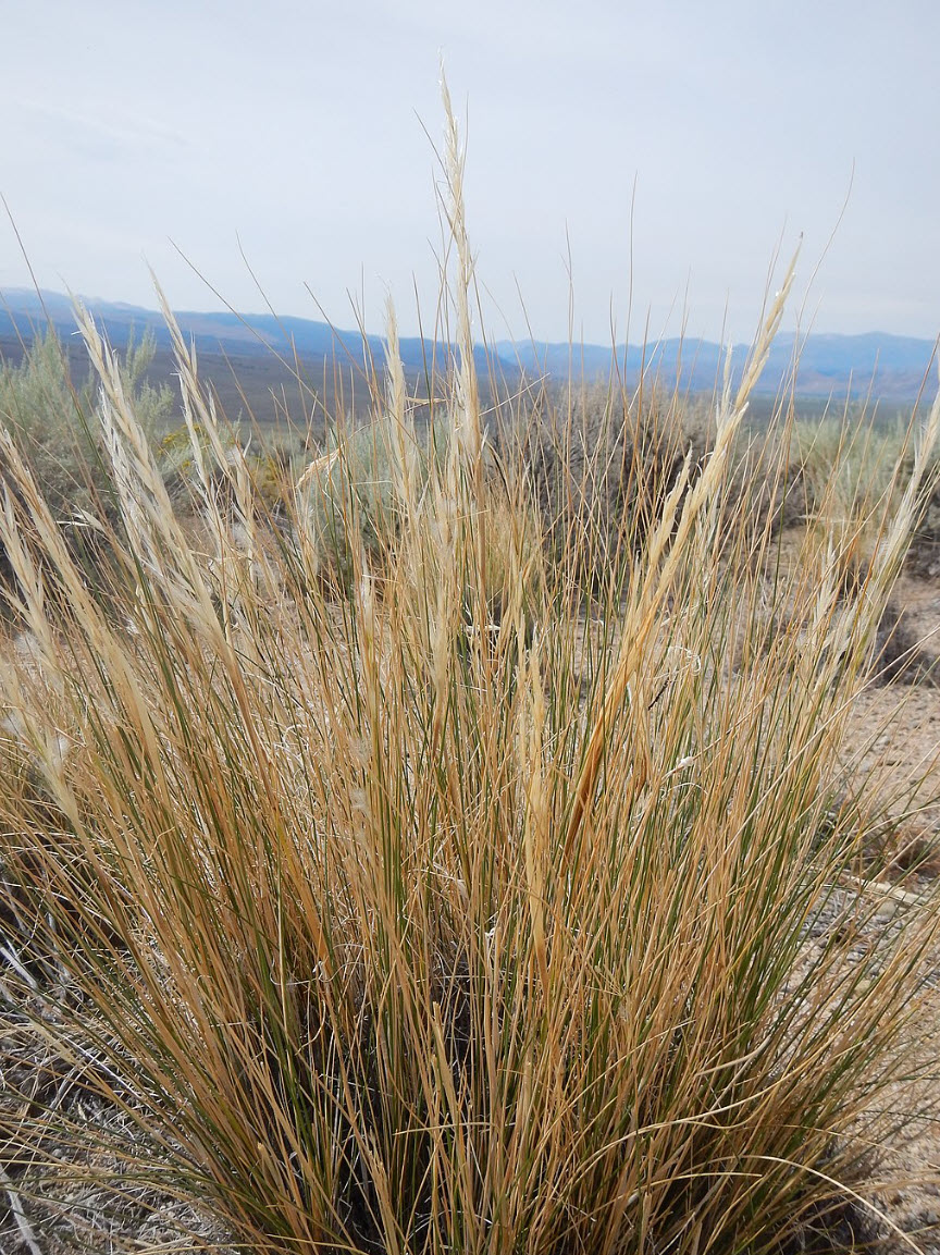Needle Grass