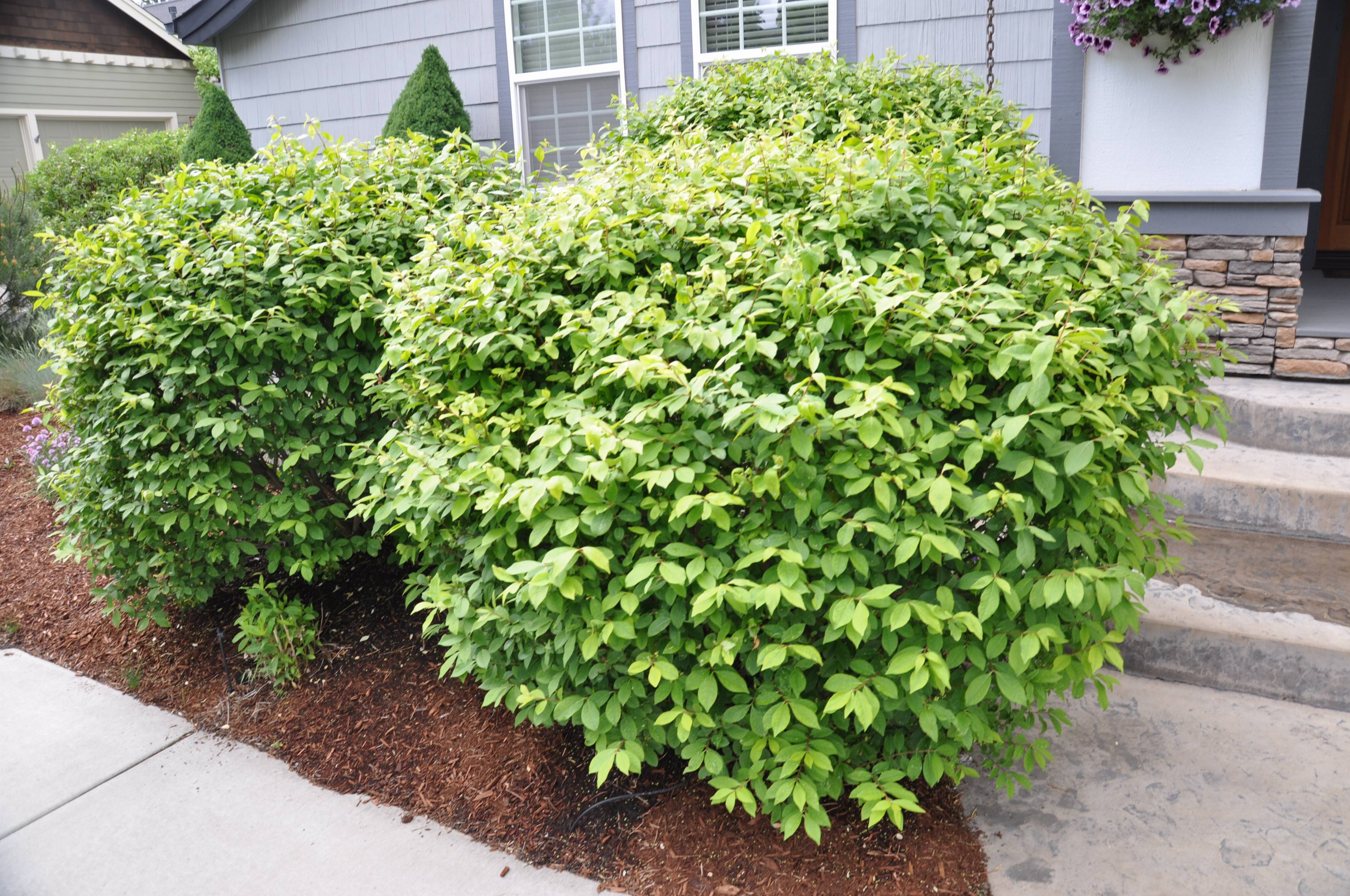 Burning Bush Plant In The Spring SEASONS OF BURNING BUSH.....