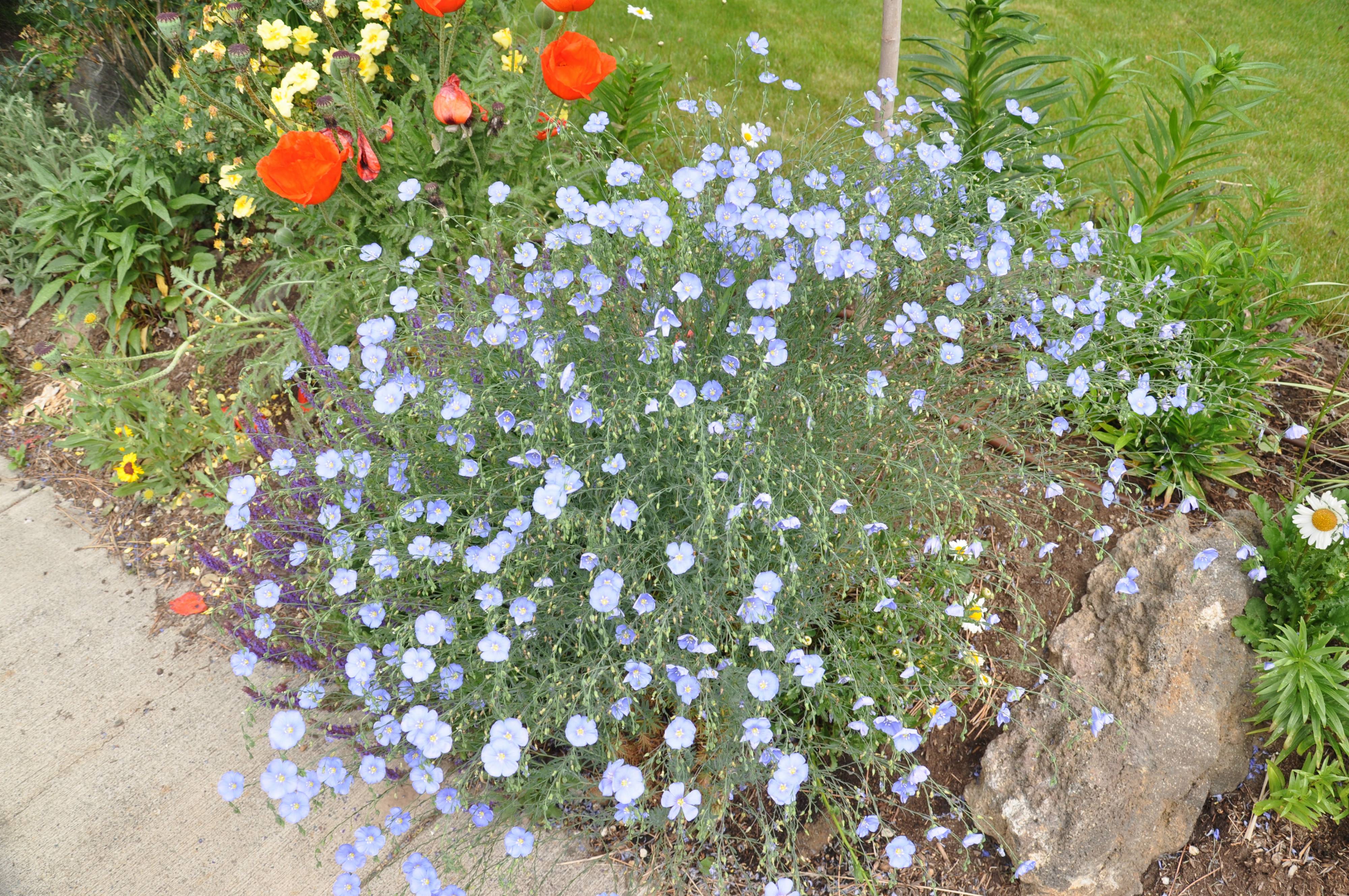 Linum Perenne Blue Perennial Flax (Linum Perenne) In Milwaukee