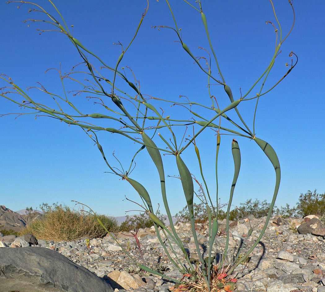 Eriogonum inflatum - Desert Trumpet | PlantMaster