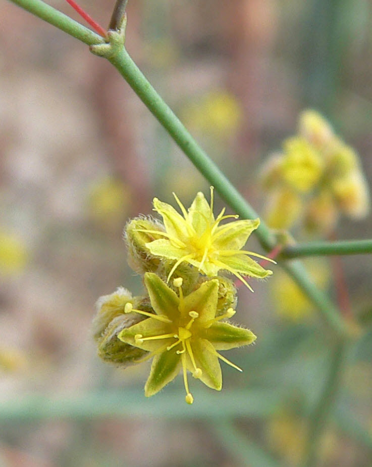 Eriogonum inflatum - Desert Trumpet | PlantMaster