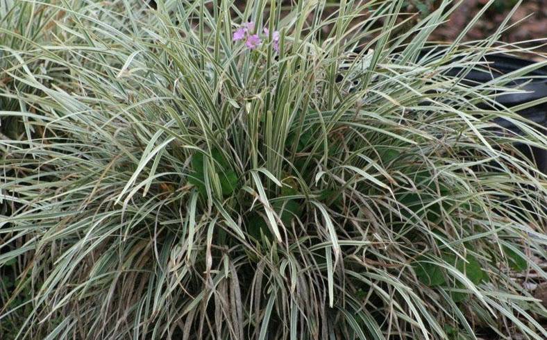 Aztec Grass Border