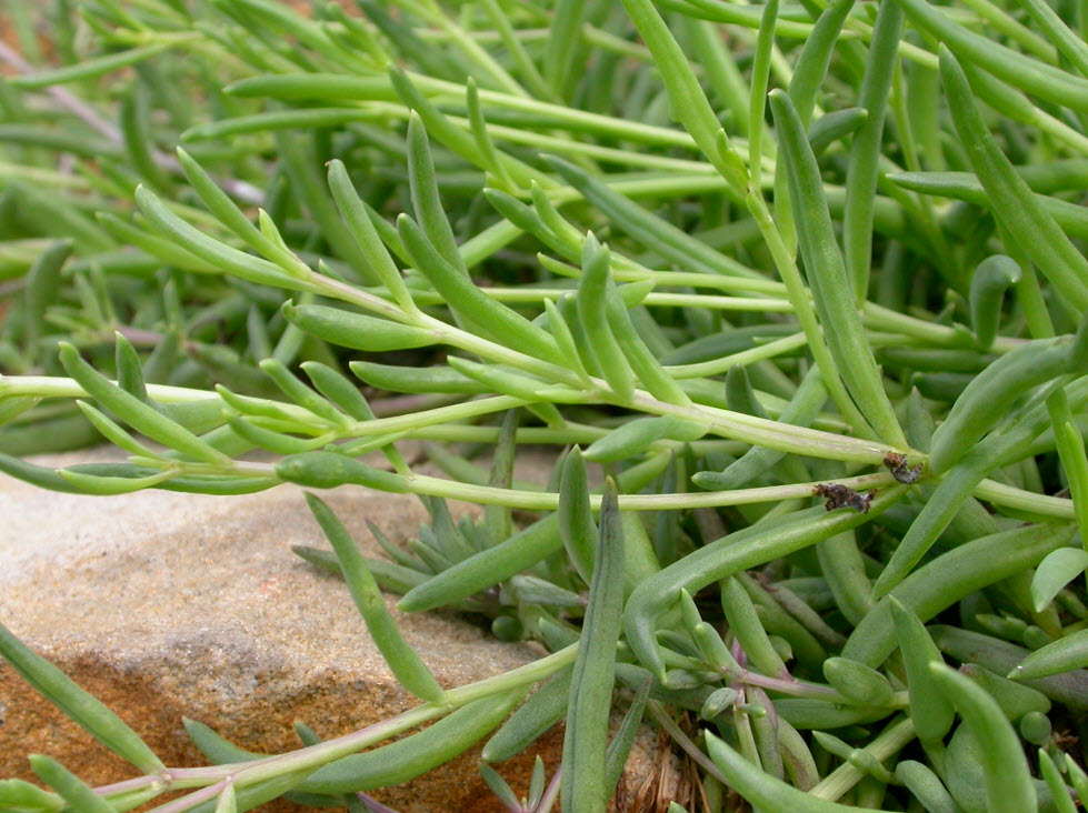 Othonna capensis - Little Pickles | PlantMaster