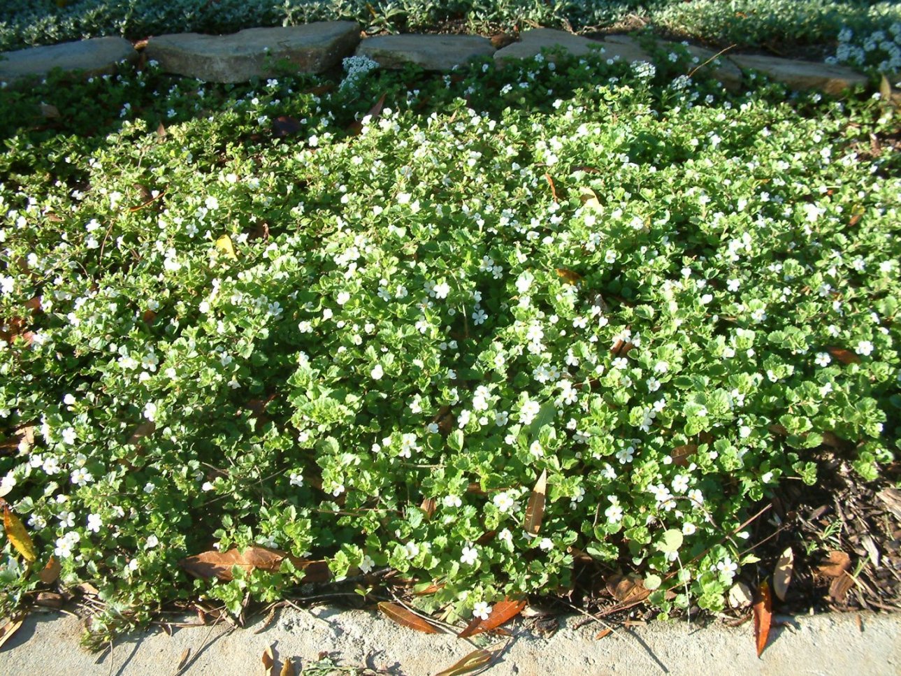 Bacopa Ground Cover Bacopa — Green Acres Nursery & Supply