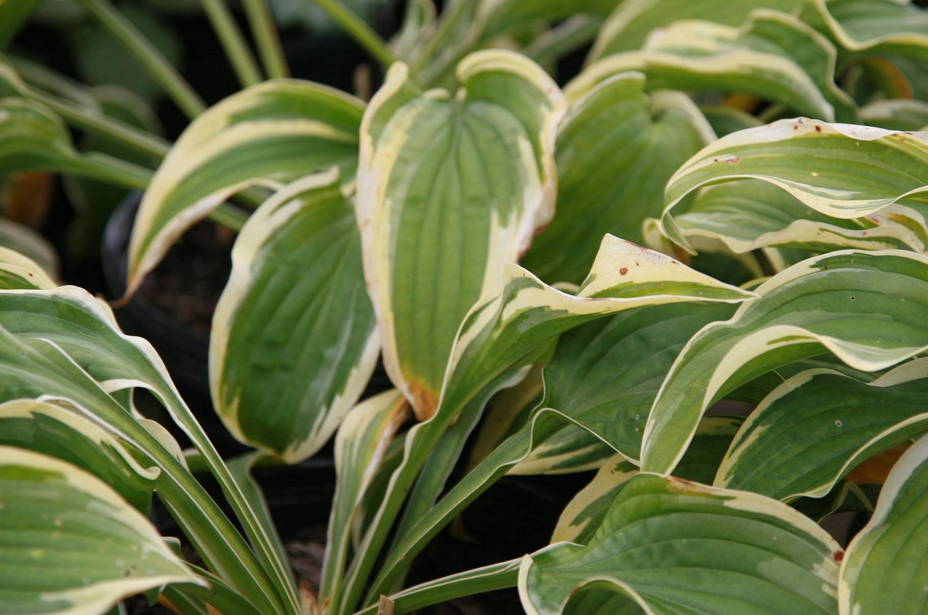 Hosta 'Wolverine' - Wolverine Hosta | PlantMaster