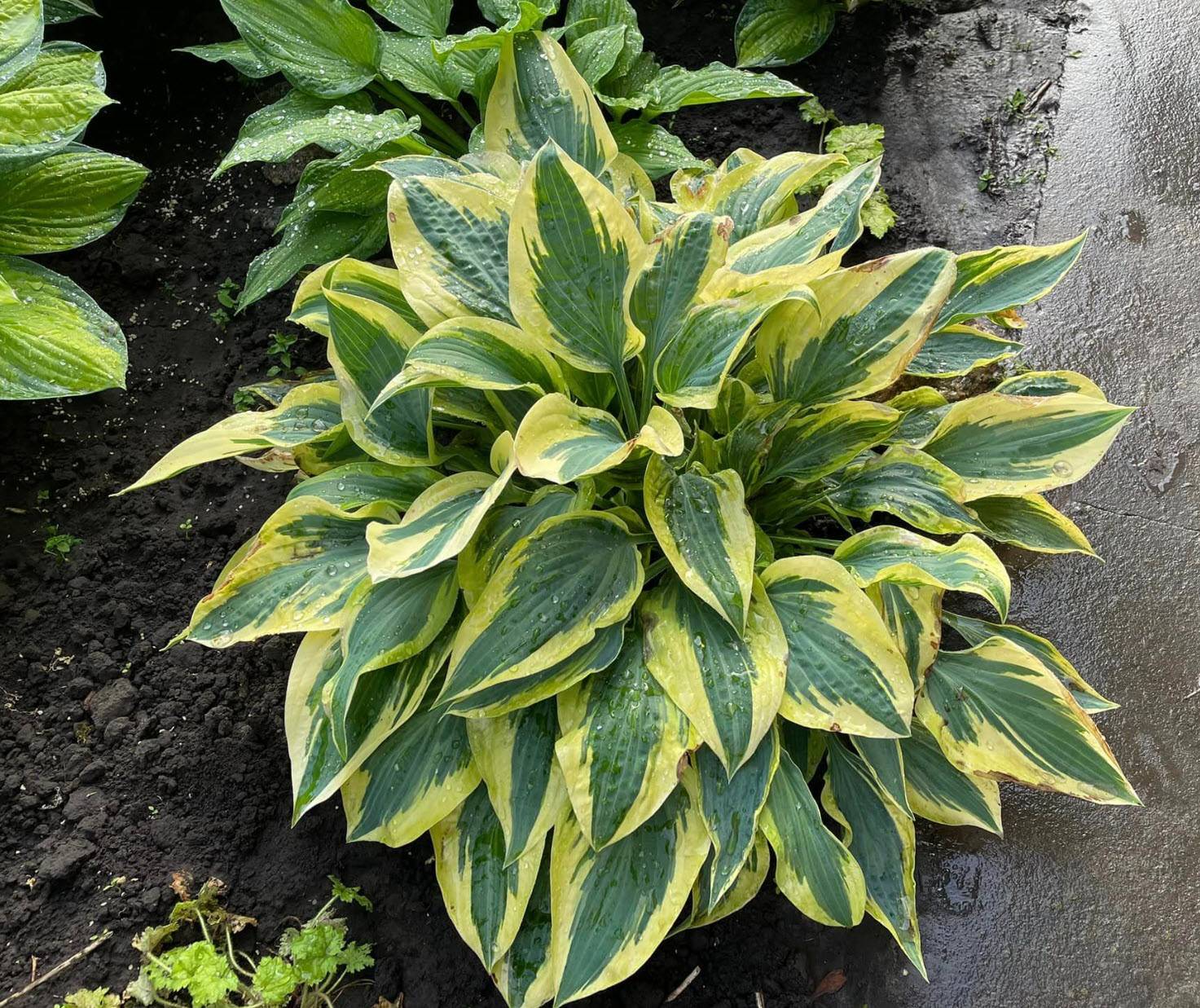 Hosta 'Wolverine' - Wolverine Hosta | PlantMaster