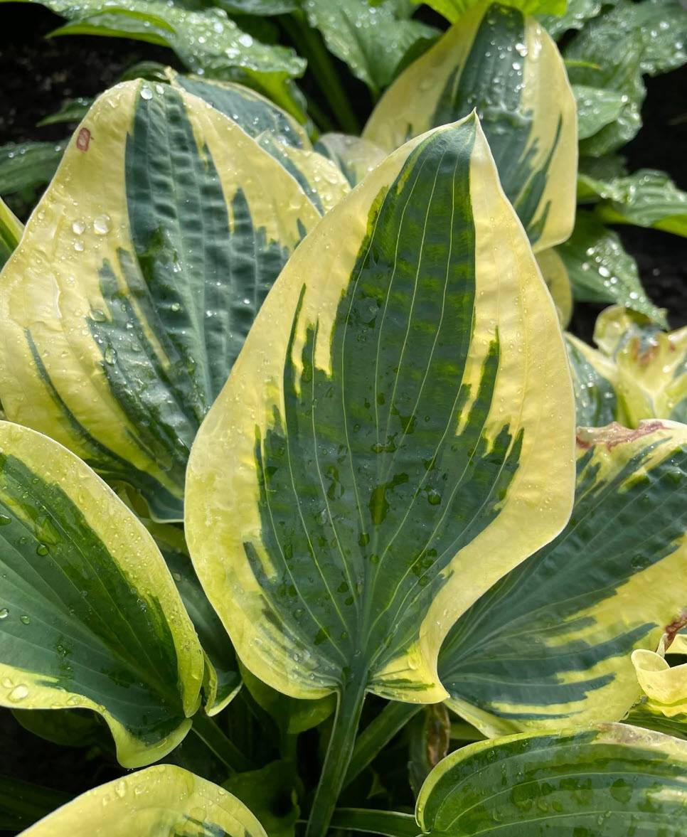 Hosta 'Wolverine' - Wolverine Hosta | PlantMaster