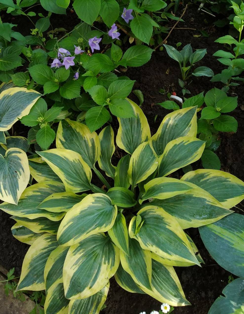 Hosta 'Wolverine' - Wolverine Hosta | PlantMaster