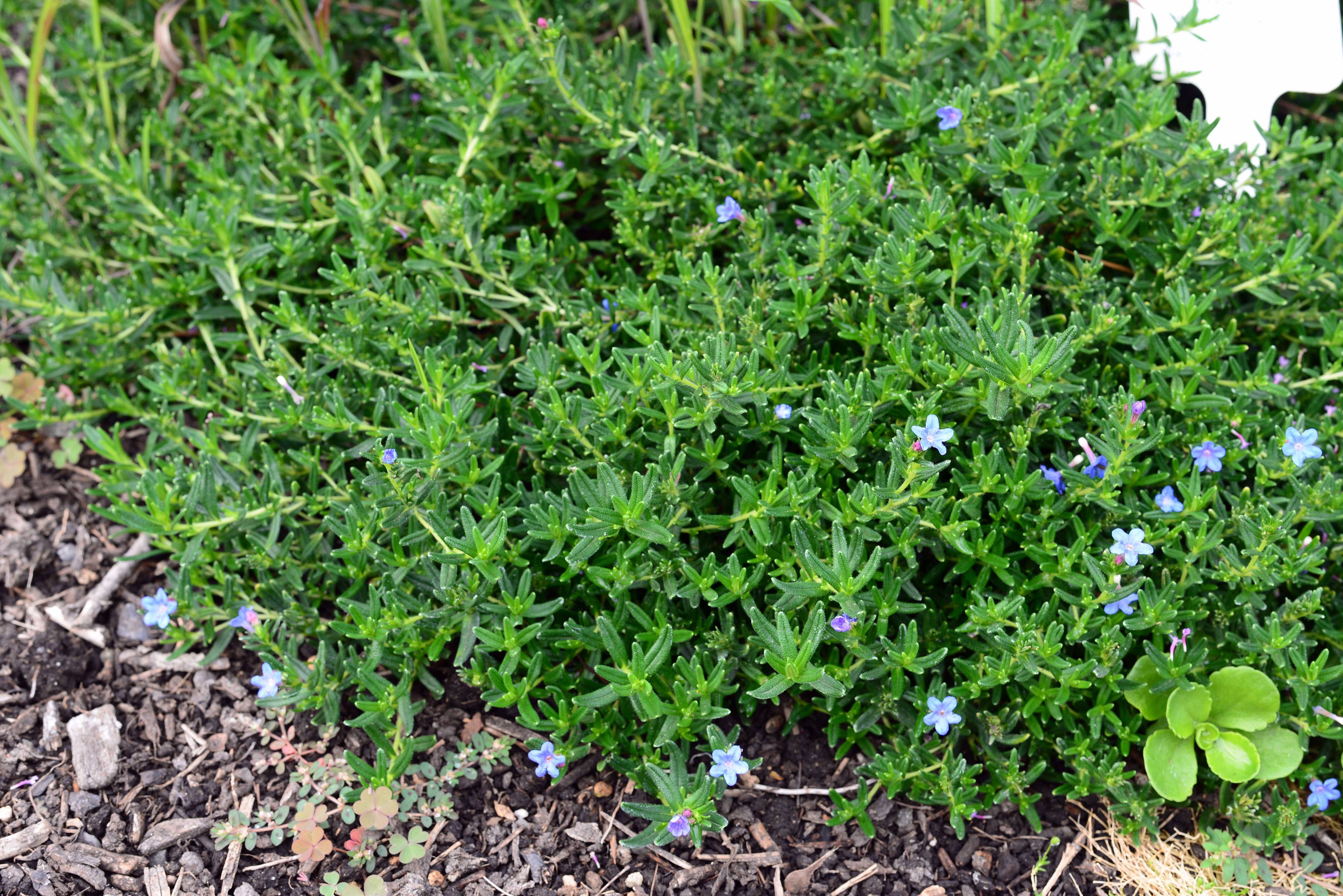 Lithodora Diffusa Heavenly Blue