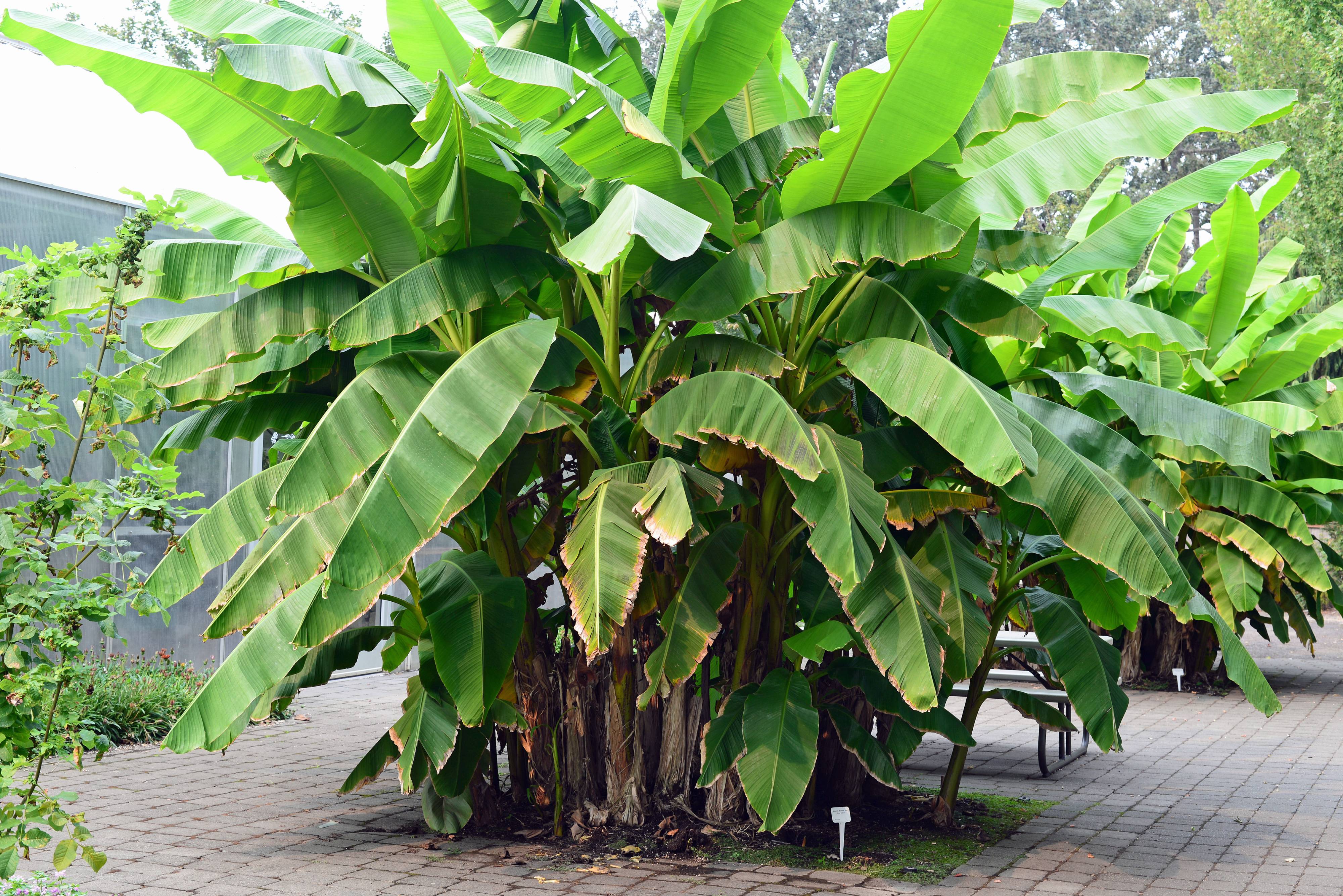 Musa basjoo - Hardy Banana | PlantMaster