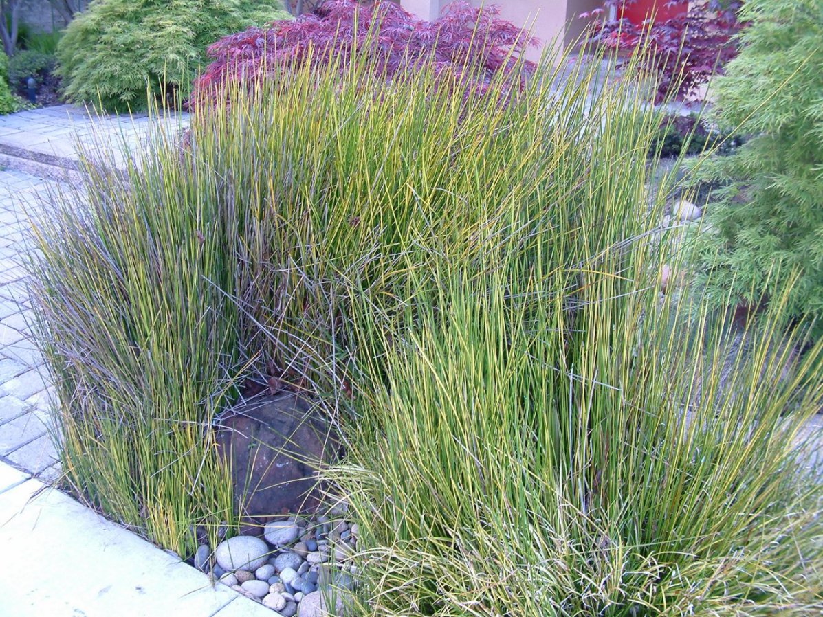 Juncus acutus - Spiny Rush | PlantMaster