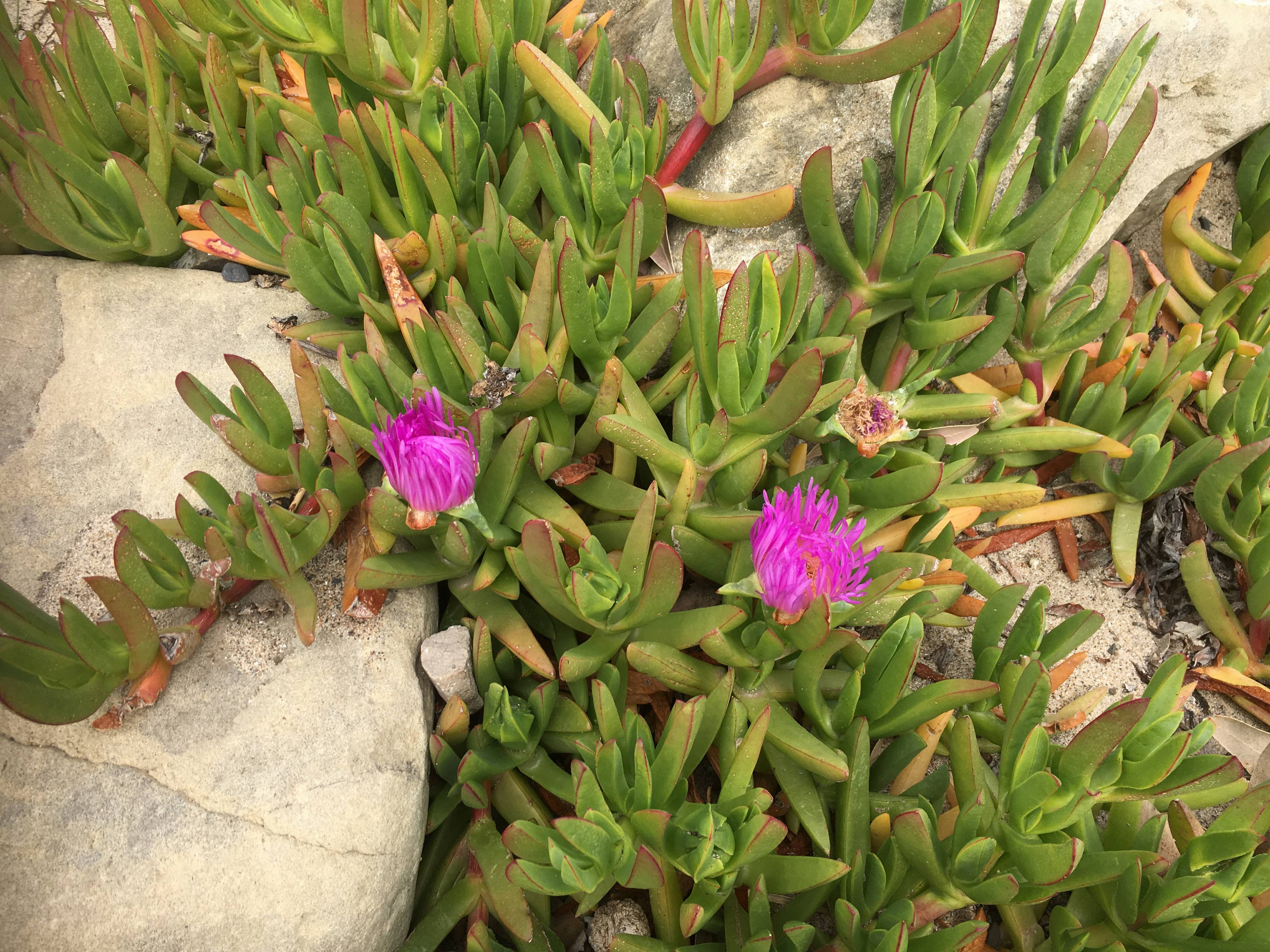 Carpobrotus chilensis