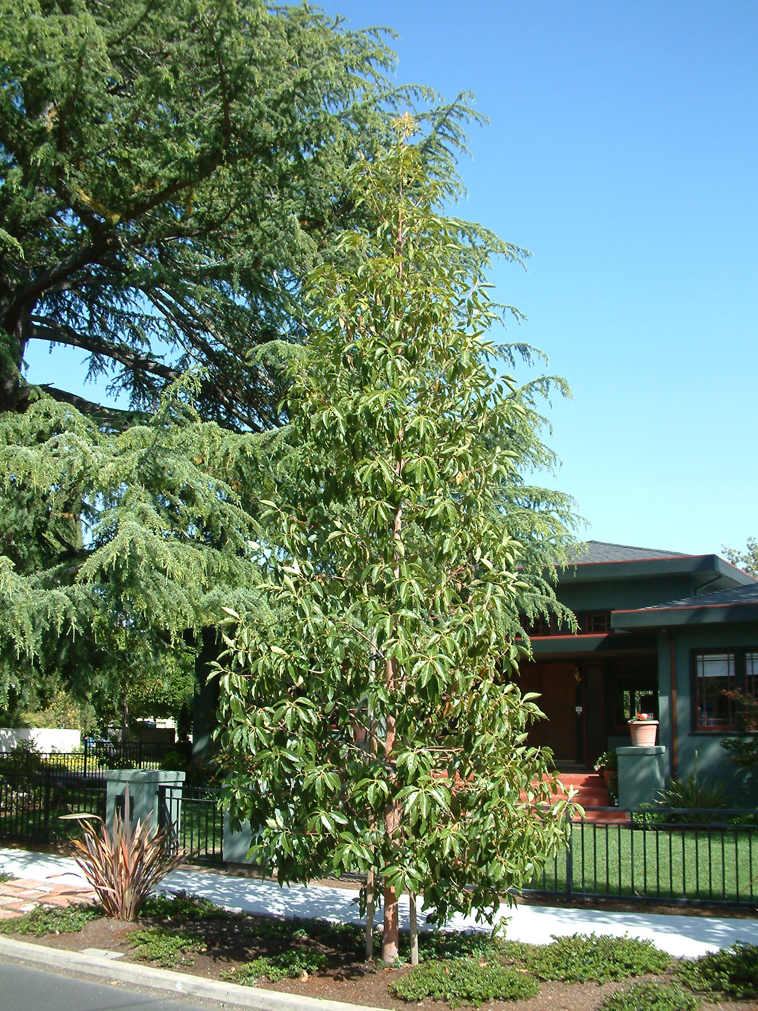 Lophostemon confertus - Brisbane Box | PlantMaster