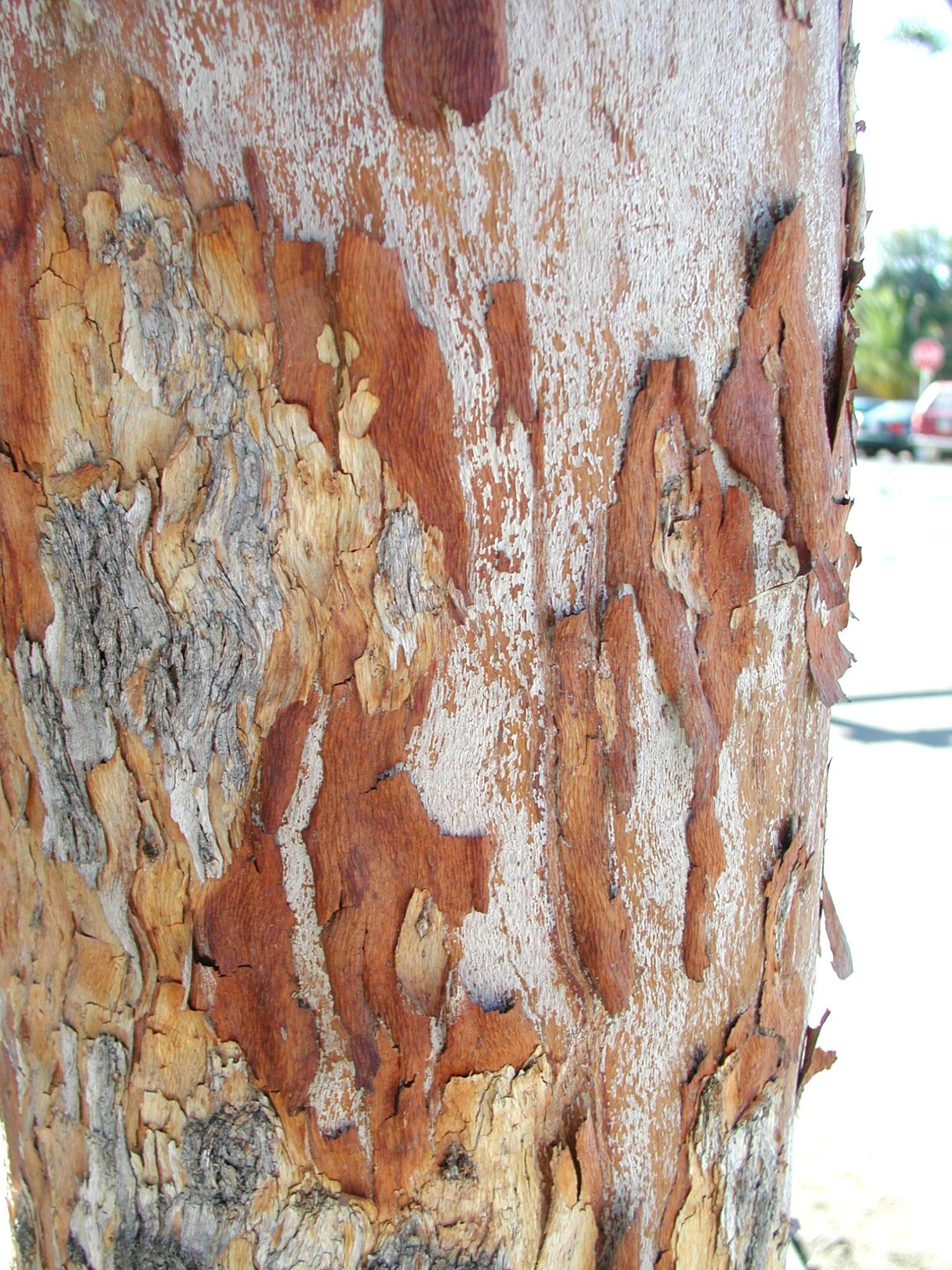 Lophostemon confertus - Brisbane Box | PlantMaster